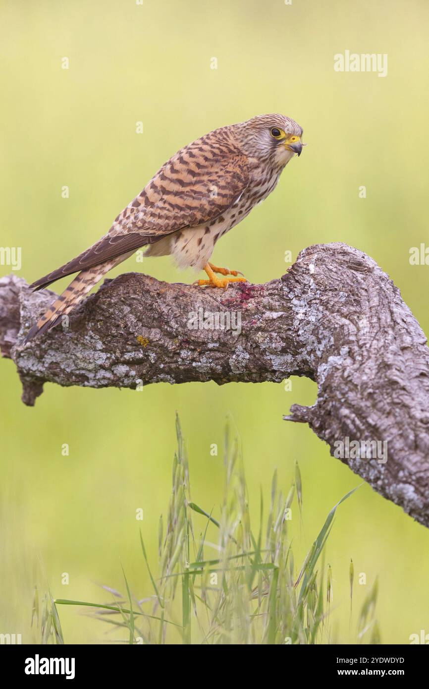 Kestrel, (Falco tinnunculus), falcon family, falcons, perching, foraging Stock Photo - Alamy