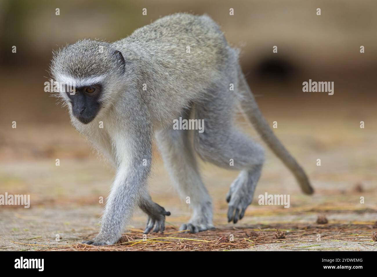 Vervet Monkey, (Chloroebus pygerythrus), vervet monkey, monkey, monkeys ...