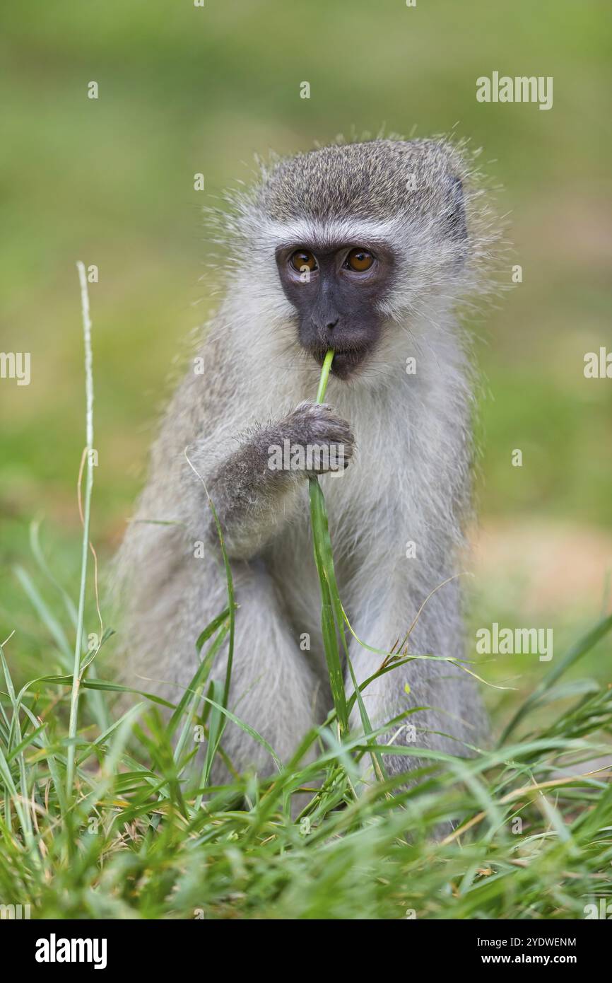 Vervet Monkey, (Chloroebus pygerythrus), vervet monkey, monkey, monkeys ...