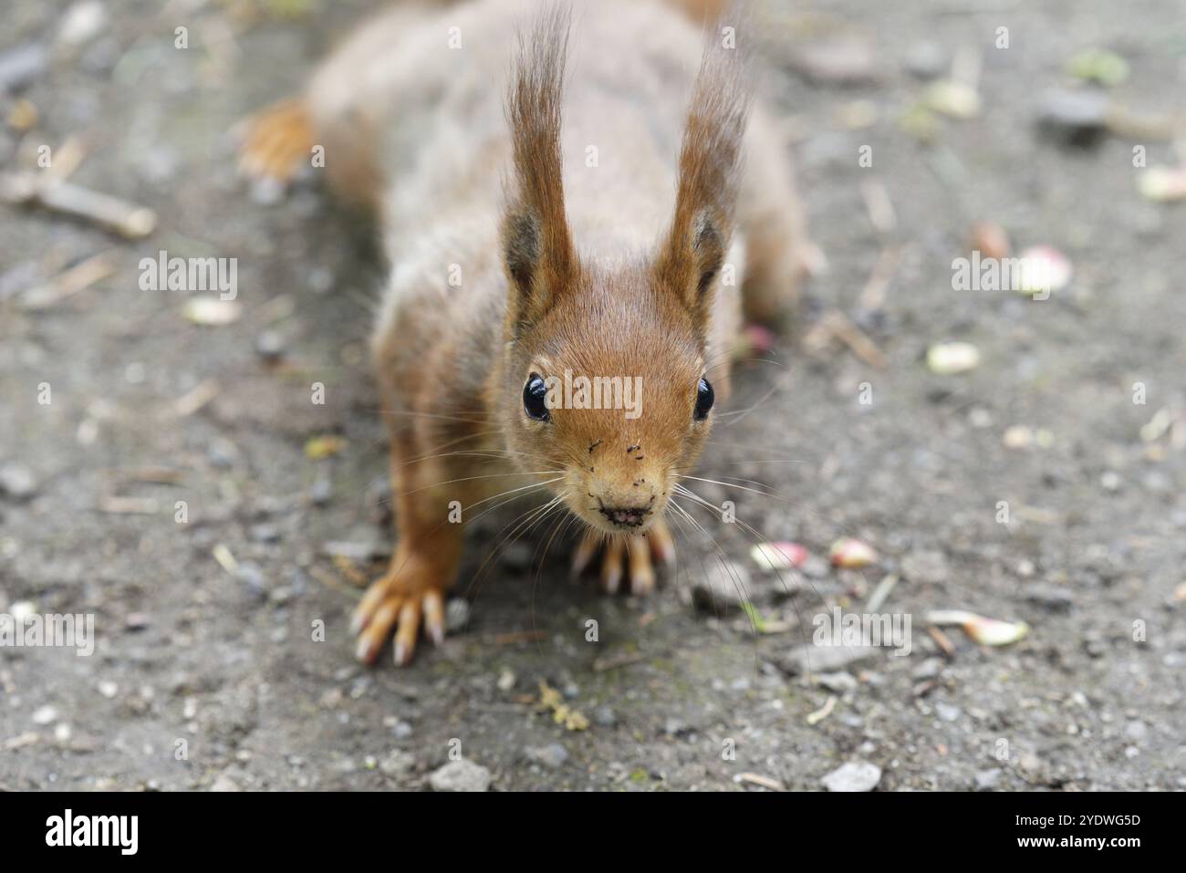 Squirrel looks curiously camera hi-res stock photography and images - Alamy