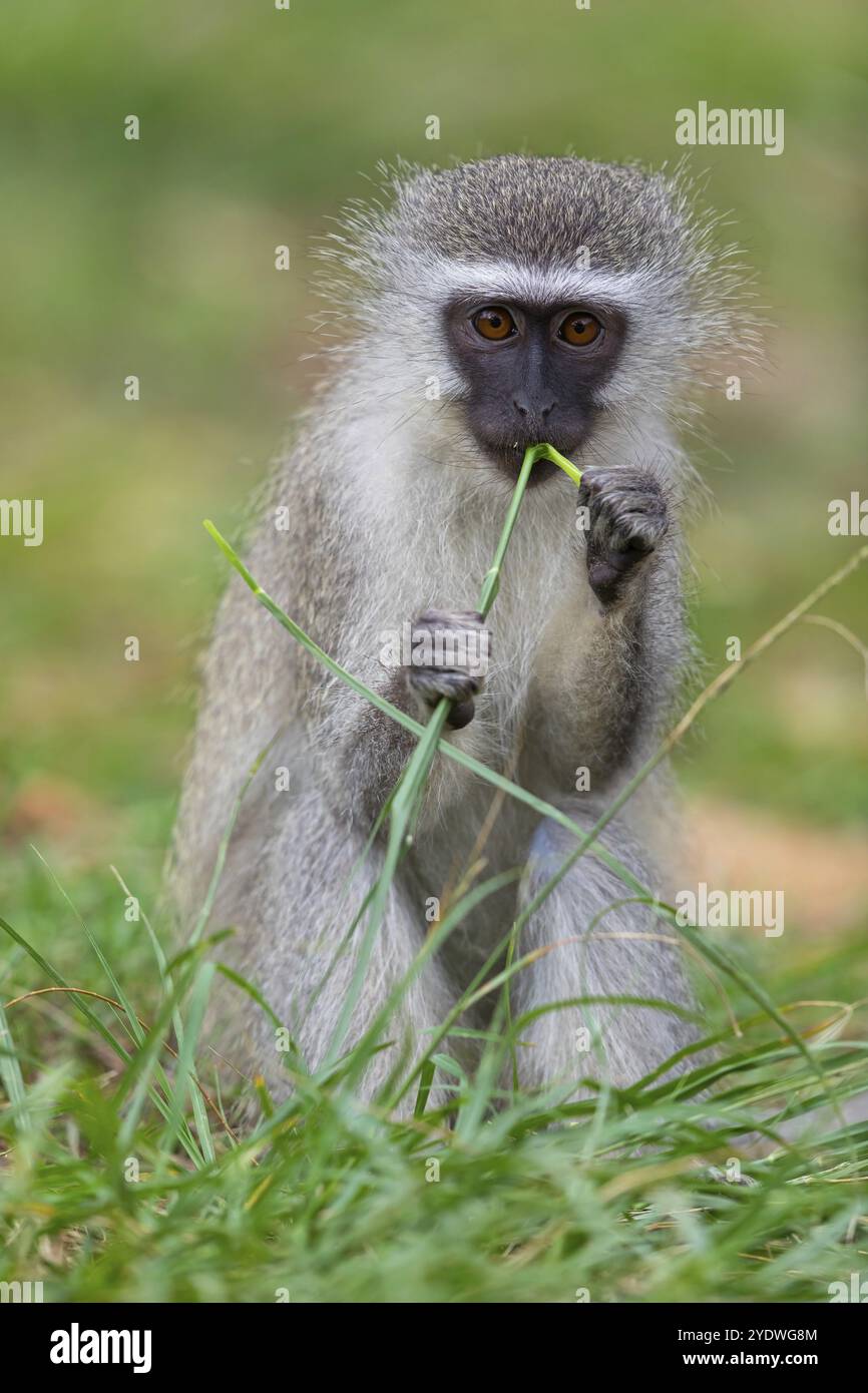 Vervet Monkey, (Chloroebus pygerythrus), vervet monkey, monkey, monkeys ...
