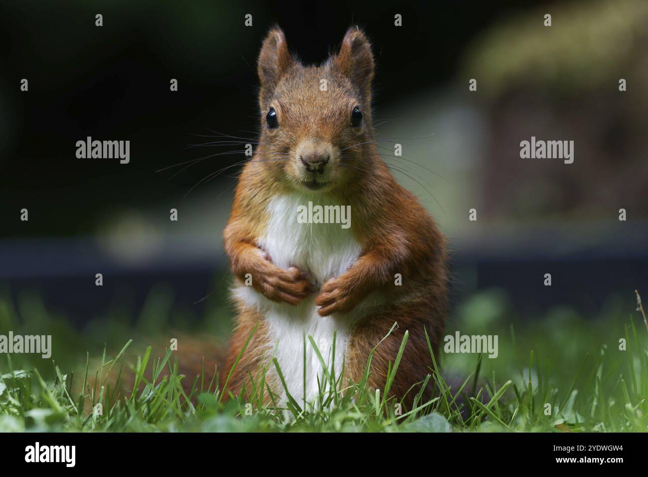 Field squirrel hi-res stock photography and images - Alamy