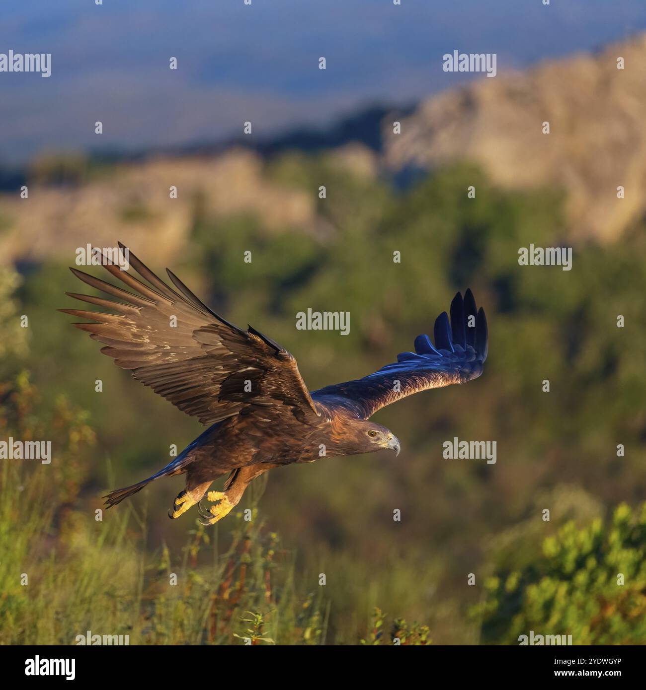 Golden Eagle, (Aquila chrysaetos), bird of prey, family of hawk-like ...