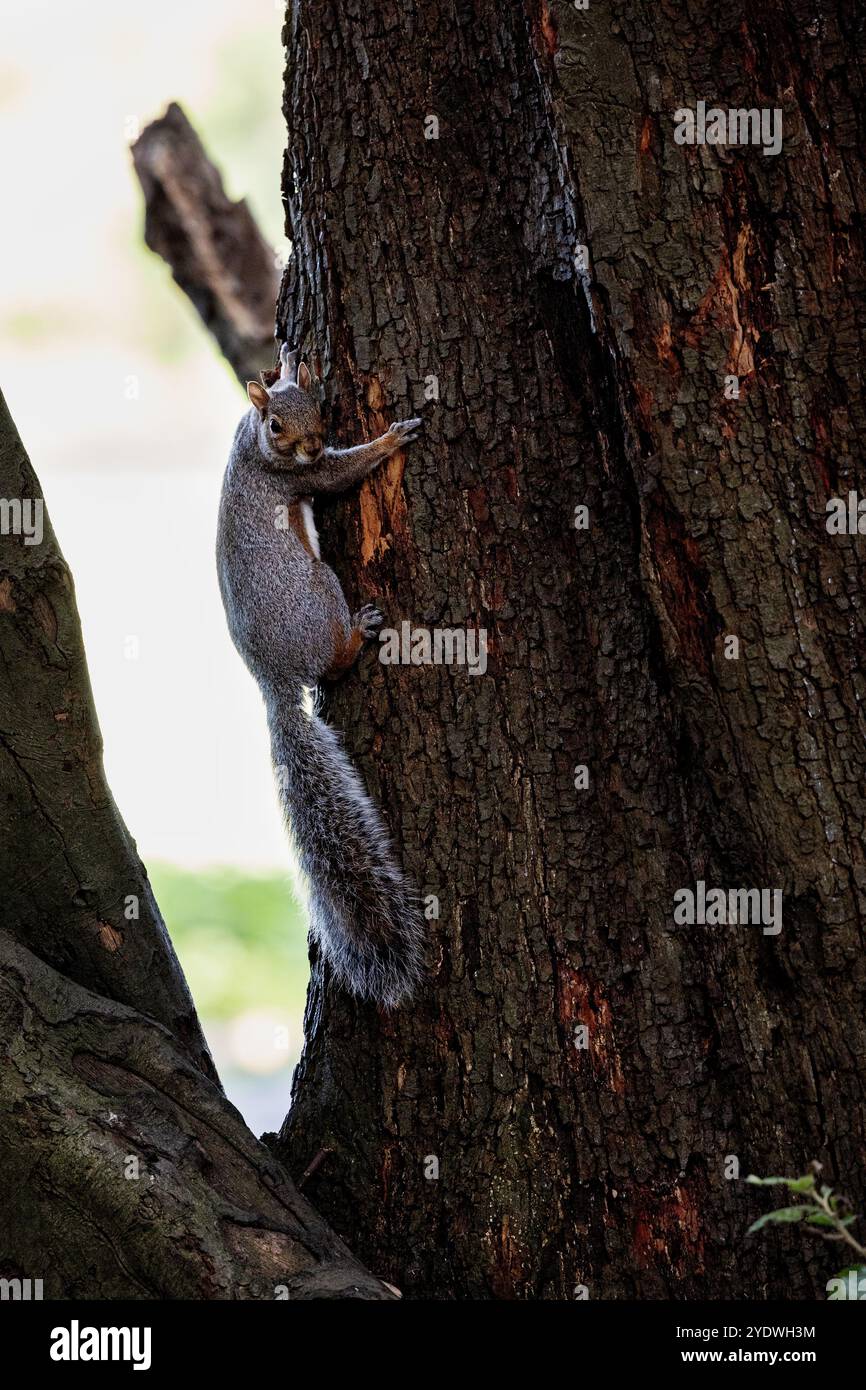 Grey squirrel climbing up tree hi-res stock photography and images - Alamy