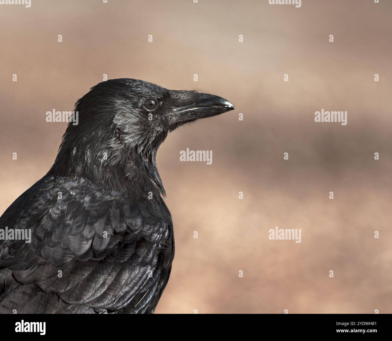 Camera crow hi-res stock photography and images - Alamy