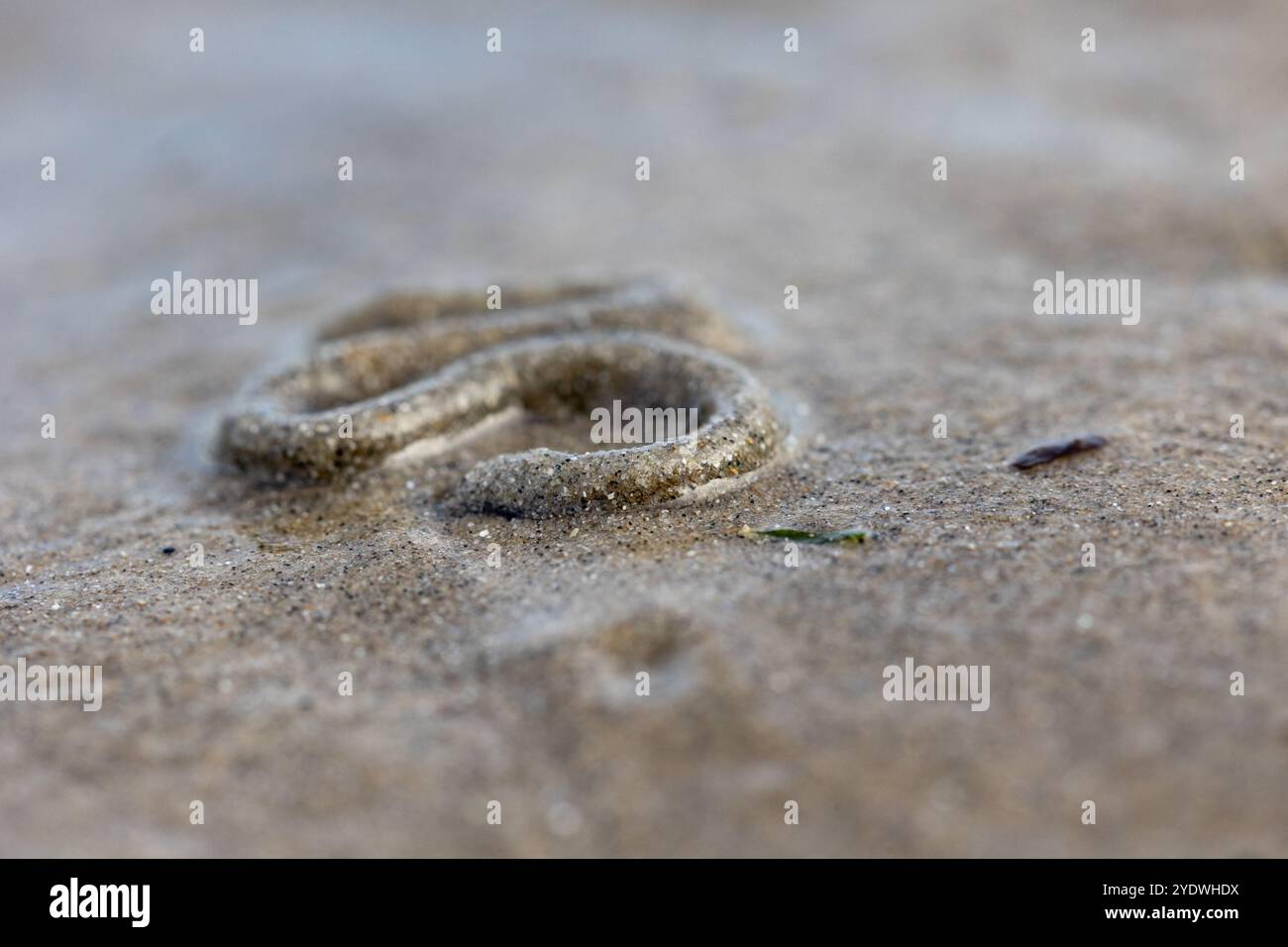 Lugworm cast hi-res stock photography and images - Alamy
