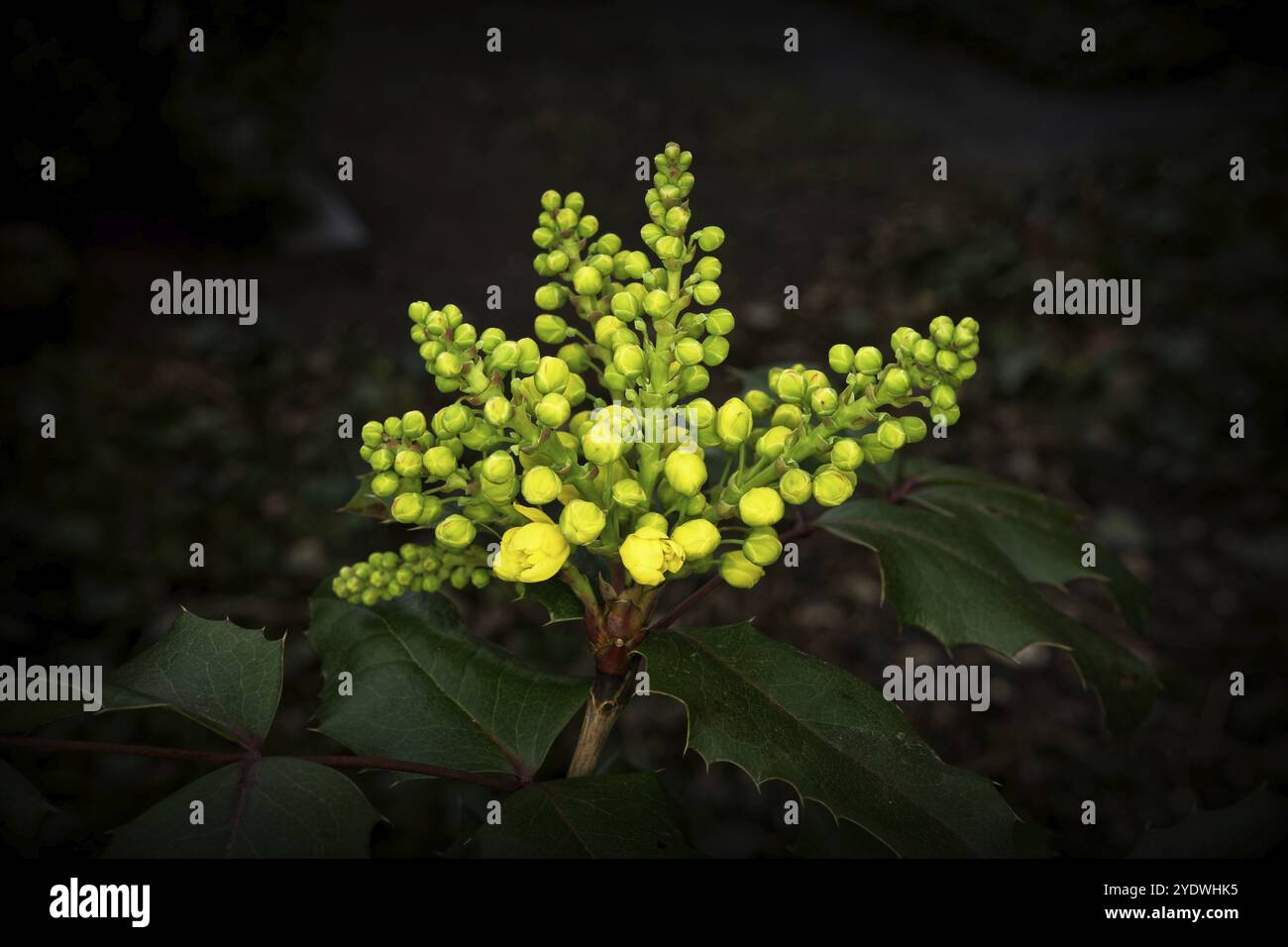 Mahonia flowering hi-res stock photography and images - Alamy