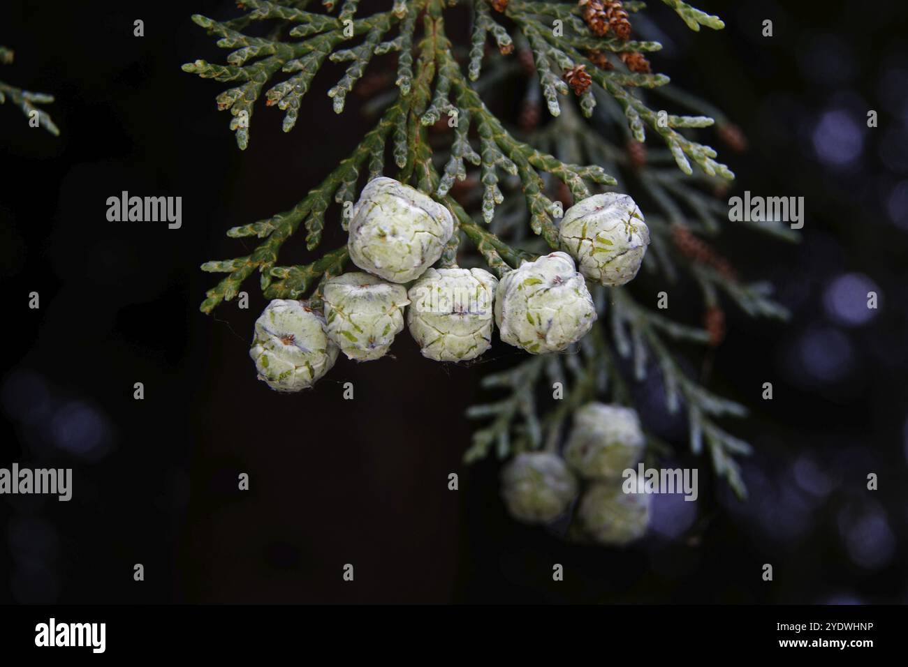 Chamaecyparis lawsoniana, close-up of the pea-sized cones from a Lawson ...