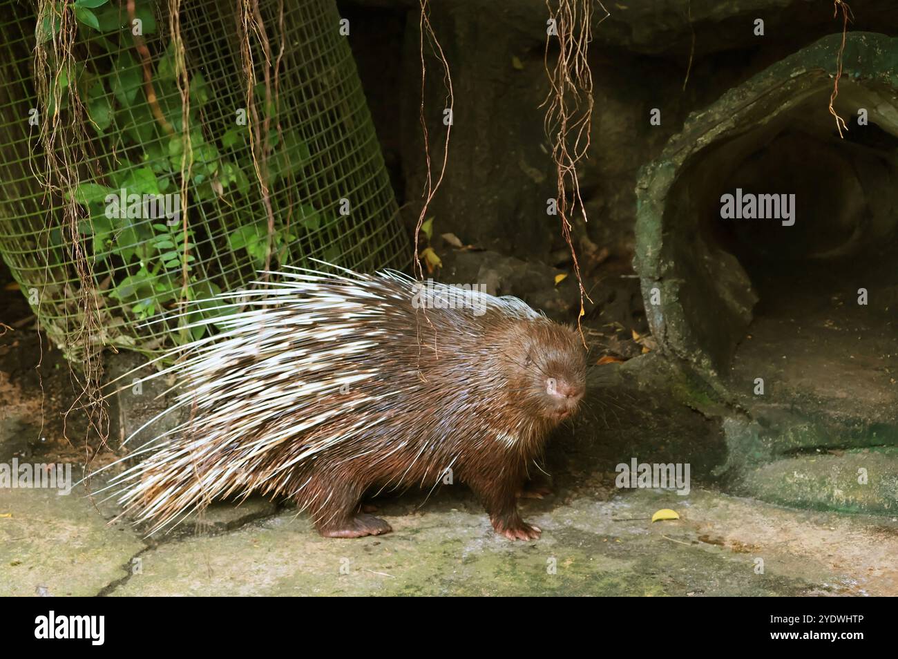 Amazing Porcupine with Thick Cylindrical Spines Stock Photo - Alamy
