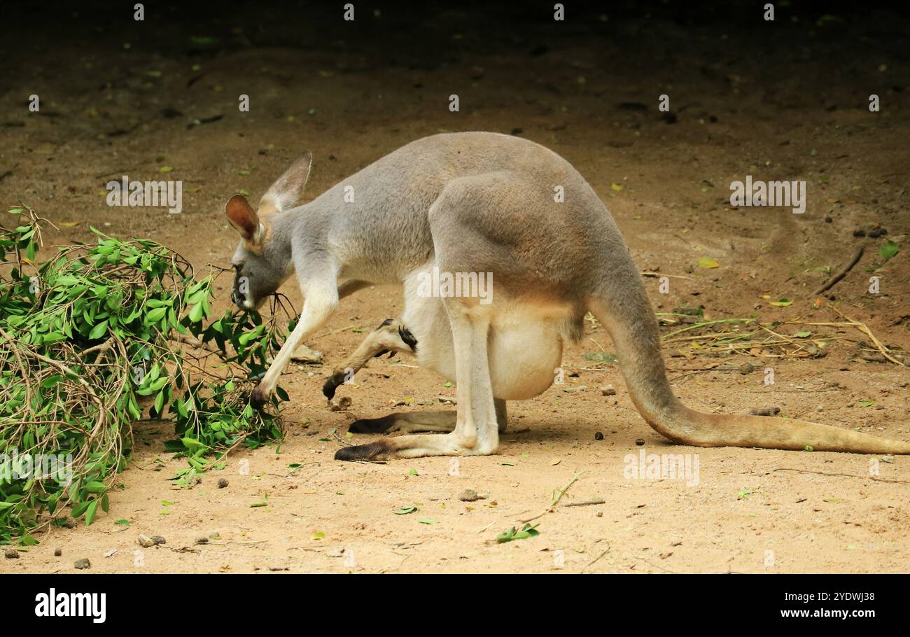 Red Kangaroo eating leaves while carrying her baby in the pouch Stock ...