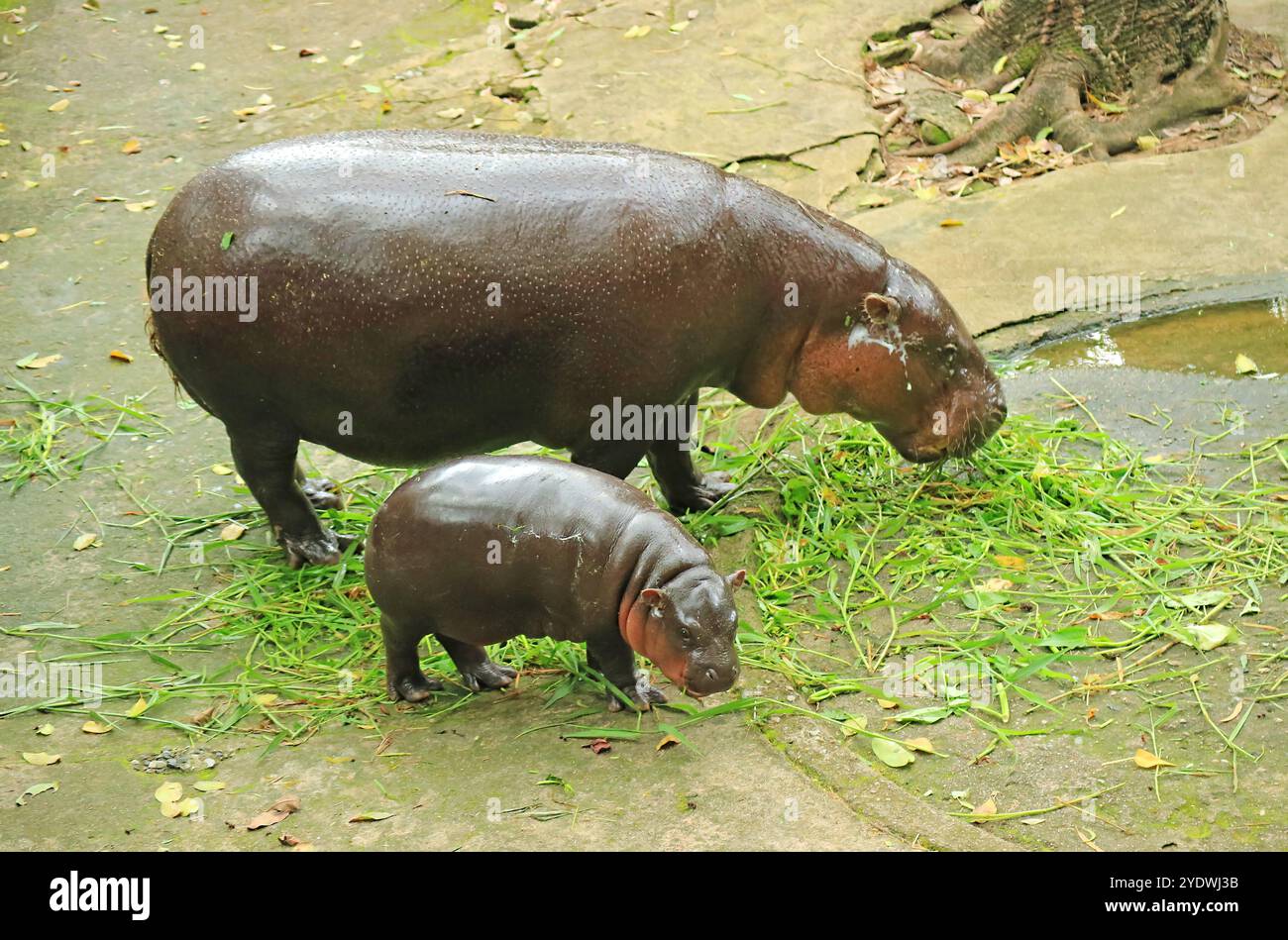 Cute months old pygmy hi-res stock photography and images - Alamy