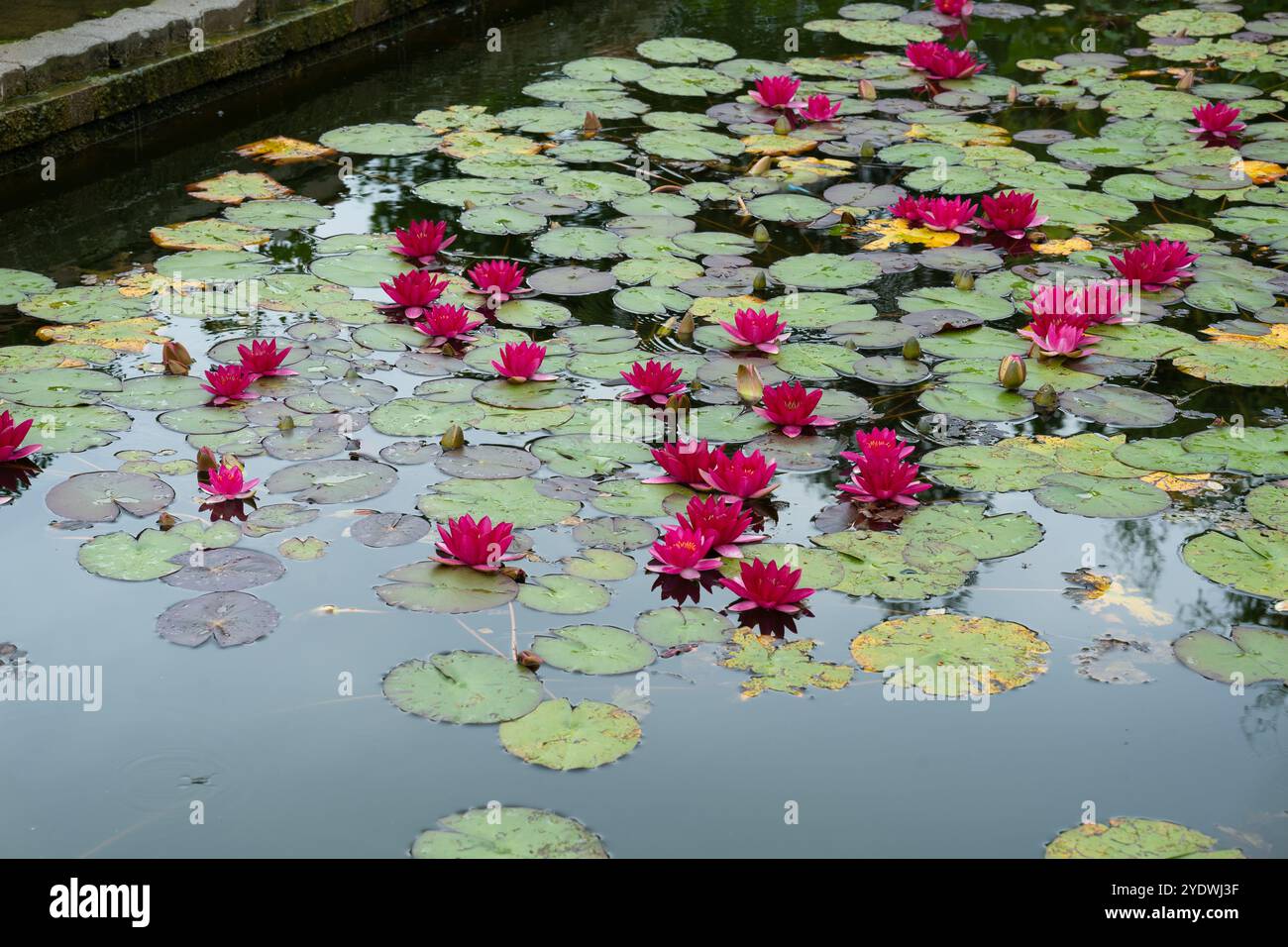 Bloom gracefully atop green leaves hi-res stock photography and images - Alamy