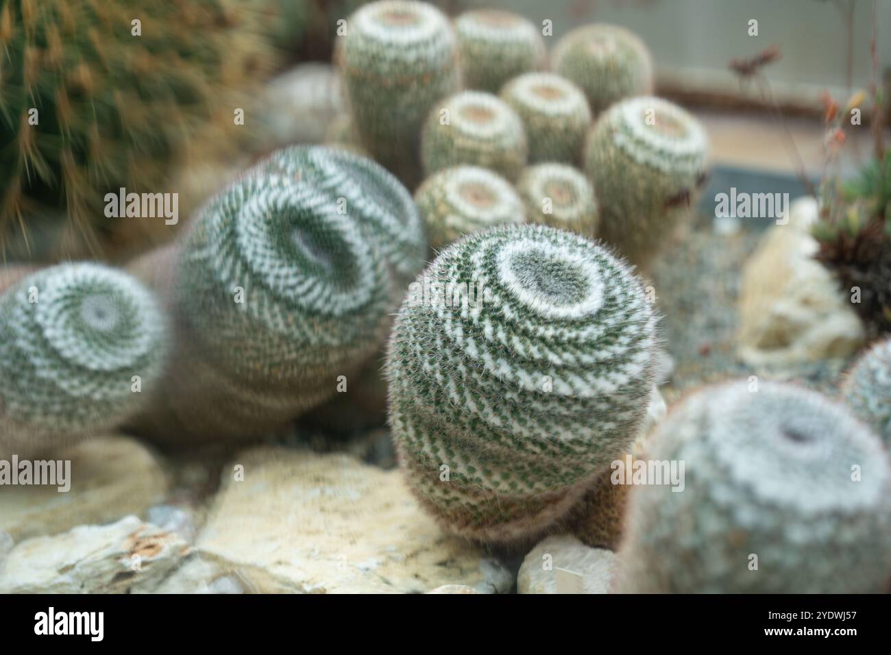 Organic patterns create hi-res stock photography and images - Alamy