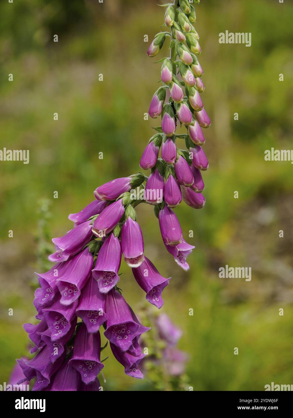 Pink foxglove flowers in different stages of development in front of a ...