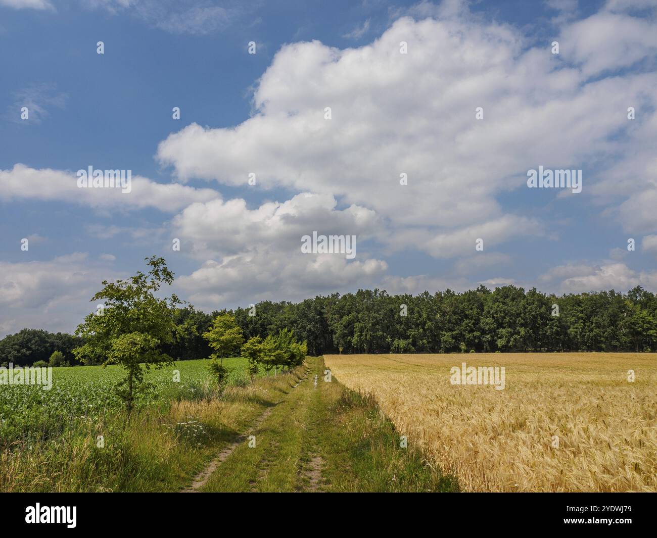 A divided field path leads between a cornfield and a green meadow ...