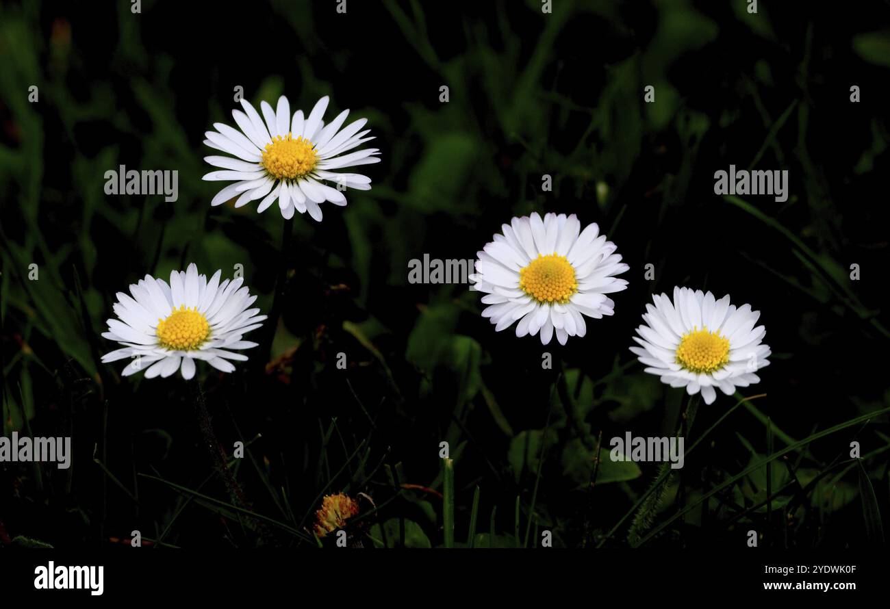 Four flower groups hi-res stock photography and images - Alamy