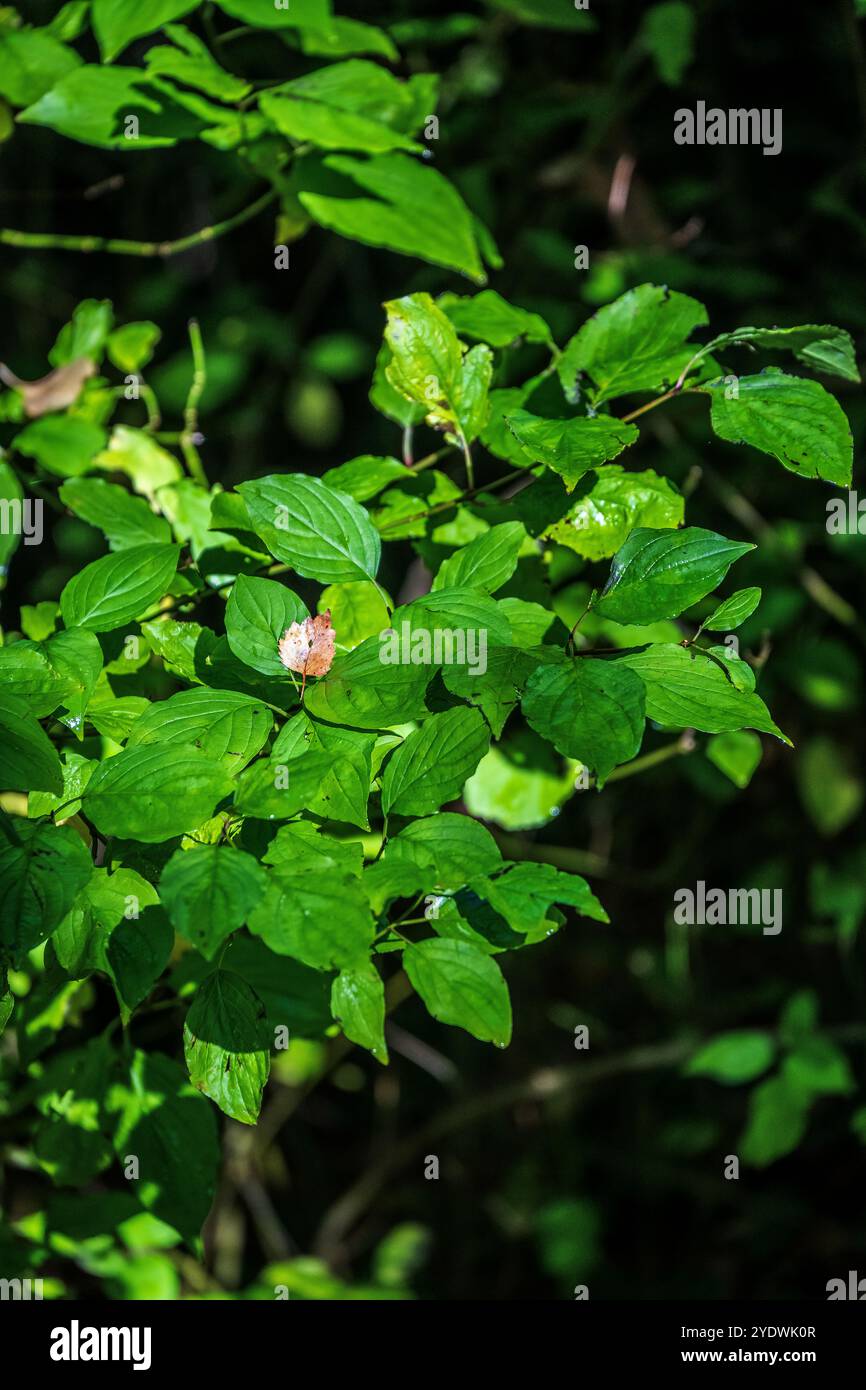 Dogwood leaves on the ornamental broadleaf shrub Stock Photo - Alamy