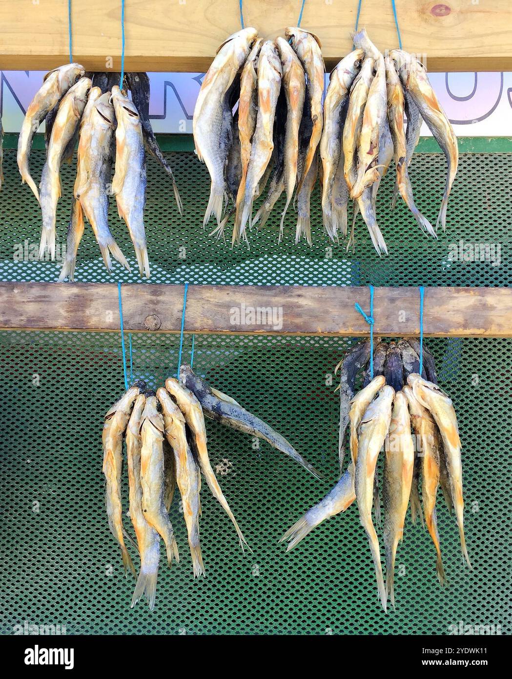 Traditional Bokkoms (salted dried mullet) hanging on a drying frame ...