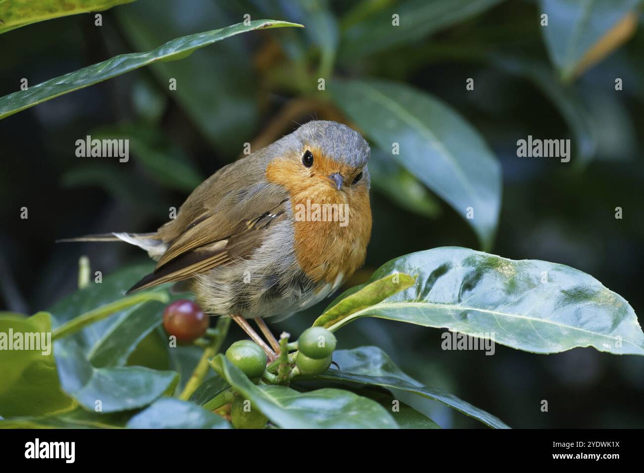 A small young robin sitting on a laurel bush Stock Photo - Alamy