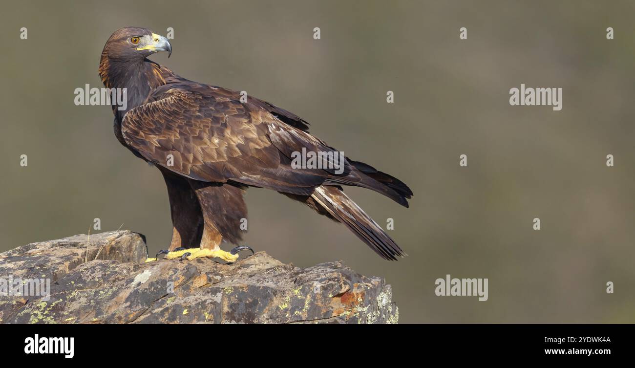 Golden eagle, (Aquila chrysaetos), bird of prey, hawk family, perch ...