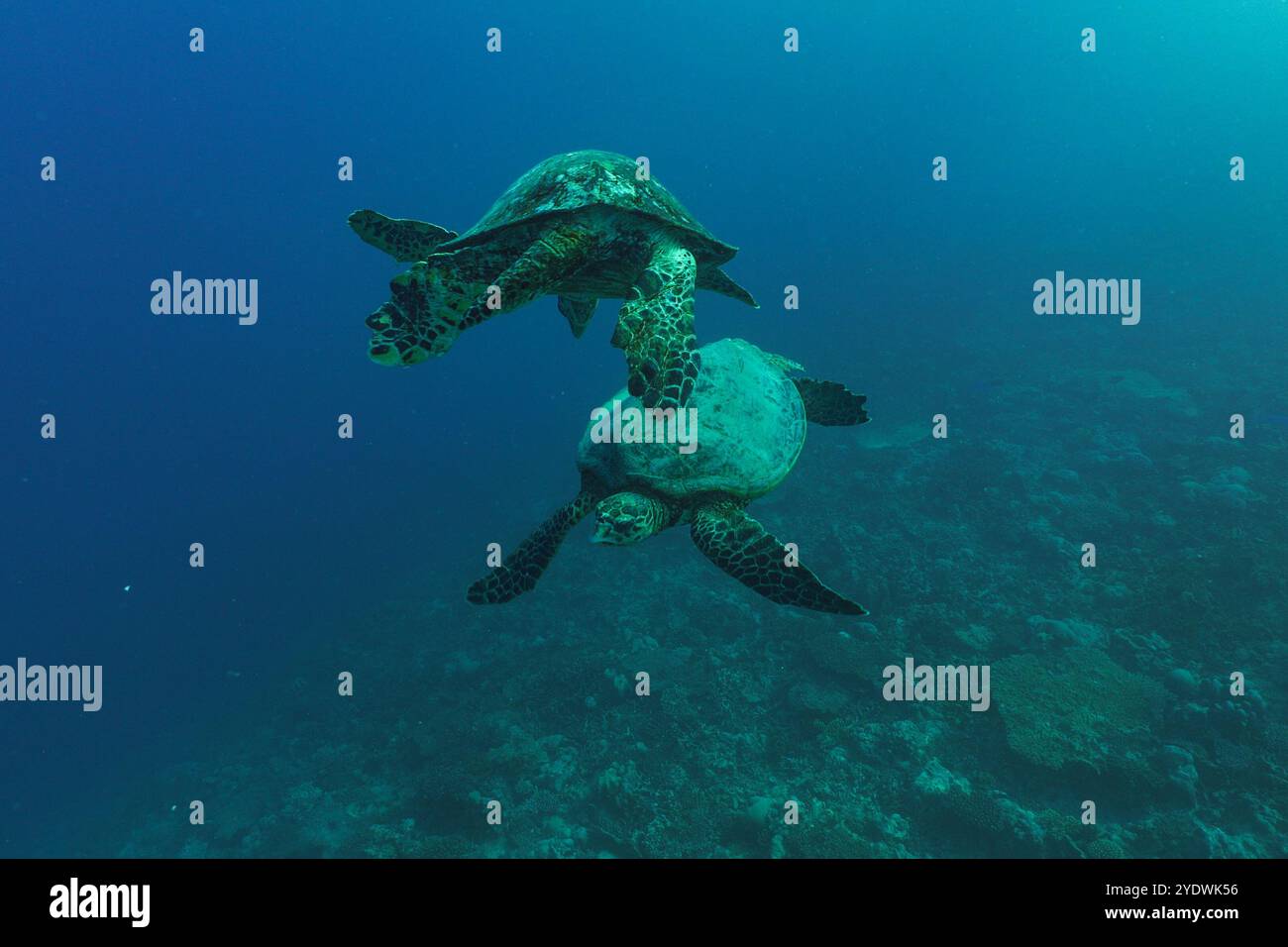 Turtles fighting hi-res stock photography and images - Alamy
