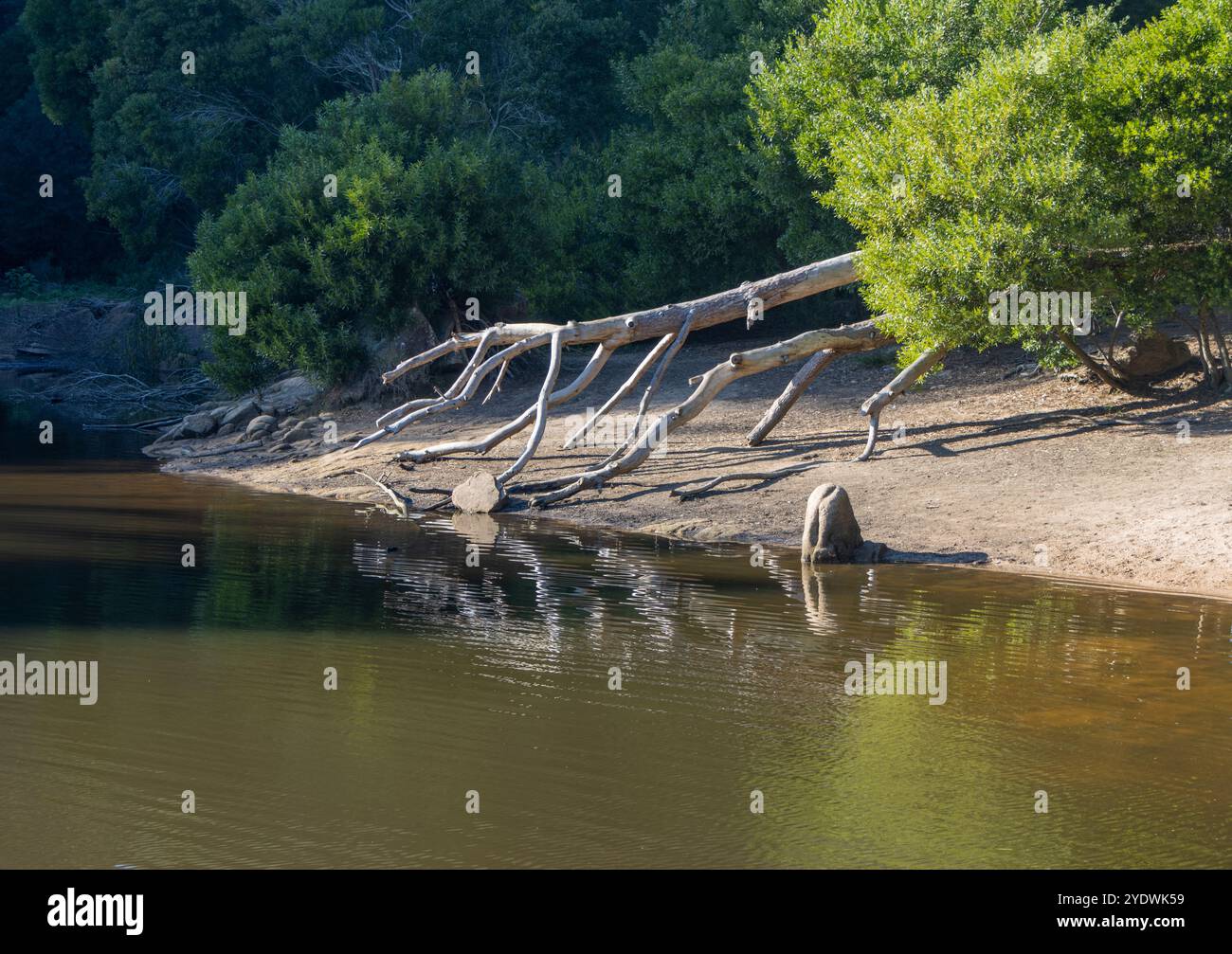 Large tree fallen in the water with its branches reflected on the ...