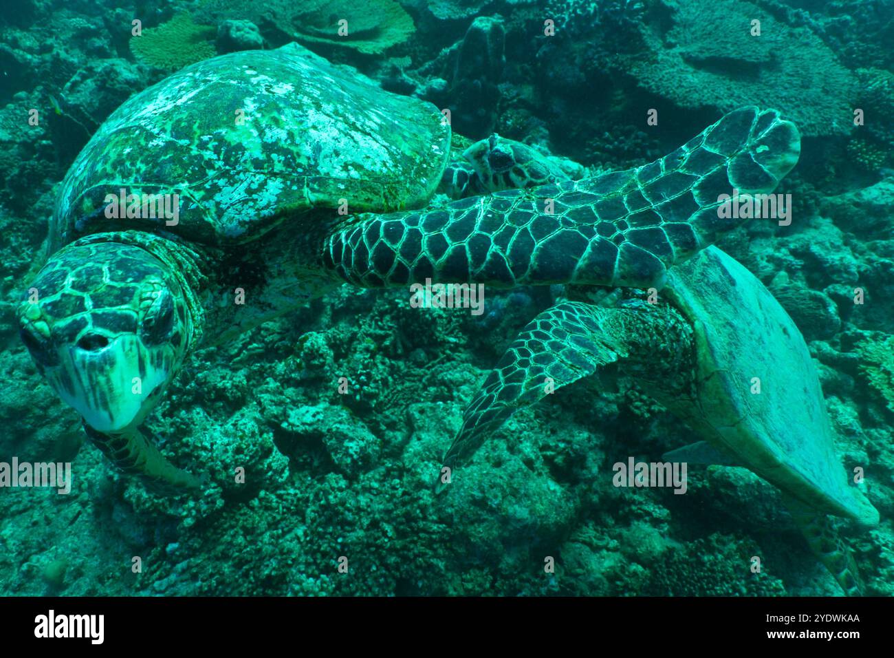 Turtles fighting hi-res stock photography and images - Alamy
