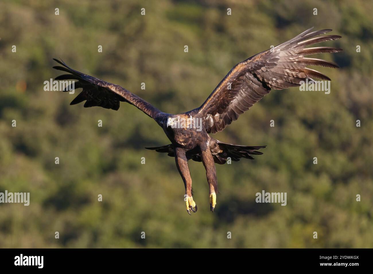 Golden Eagle, (Aquila chrysaetos), bird of prey, family of hawk-like ...