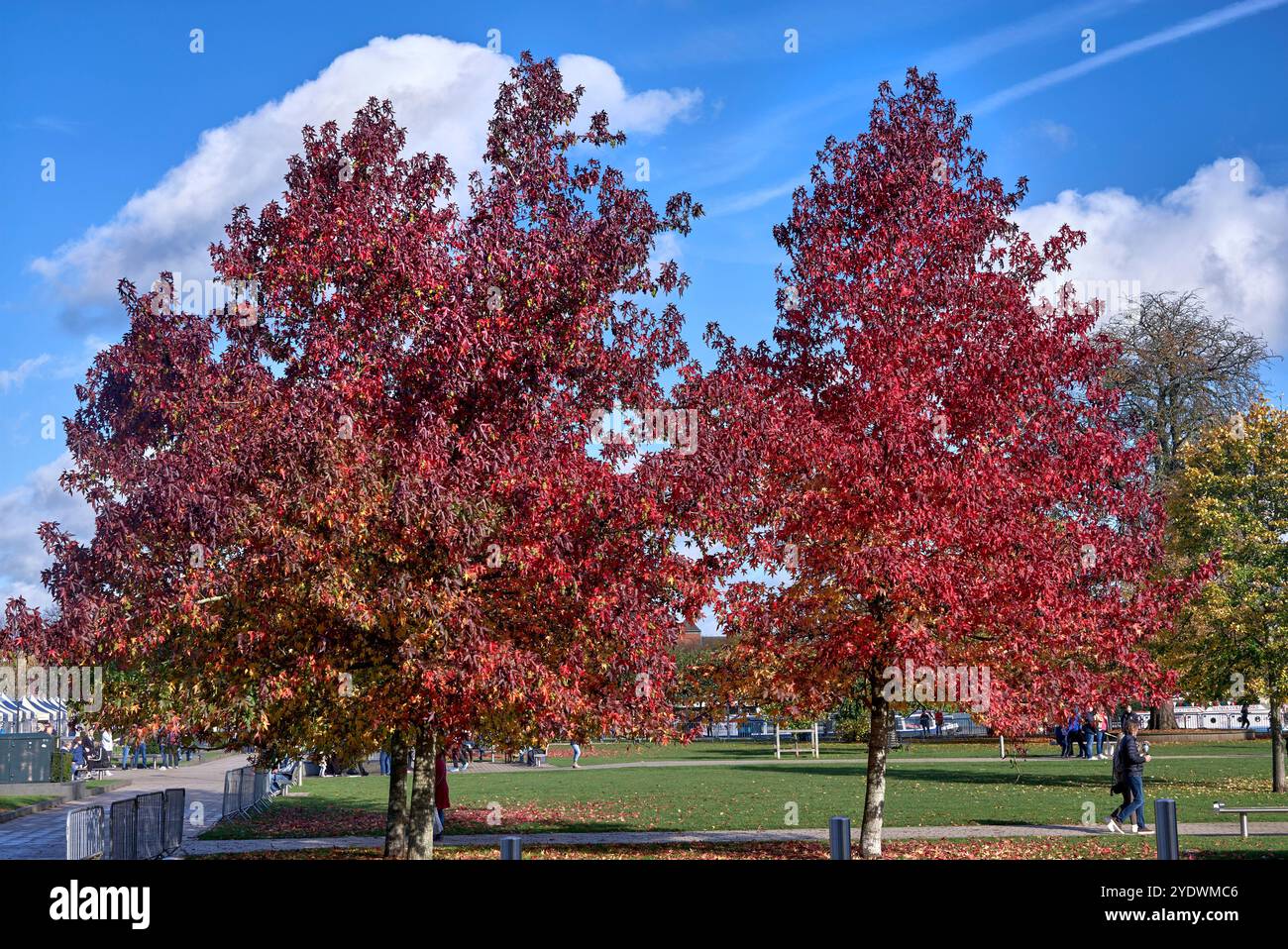 Autumn trees uk hi-res stock photography and images - Alamy