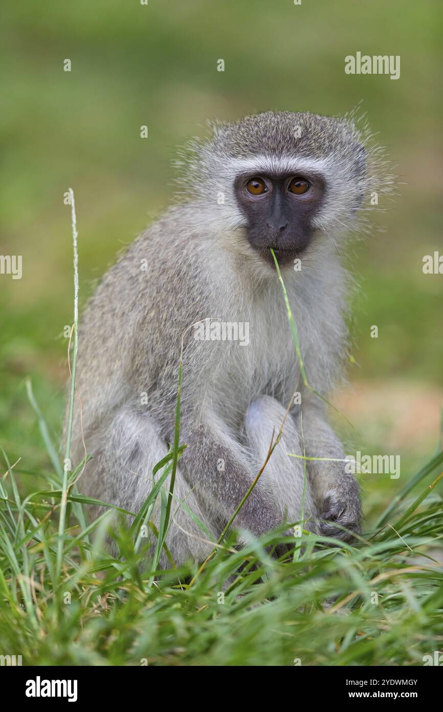 Vervet Monkey, (Chloroebus pygerythrus), vervet monkey, monkey, monkeys ...