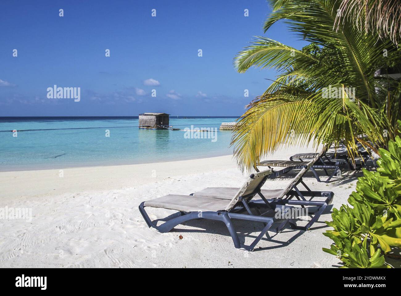 Deck chairs under palm trees on a tropical beach, Maldives, Asia Stock ...