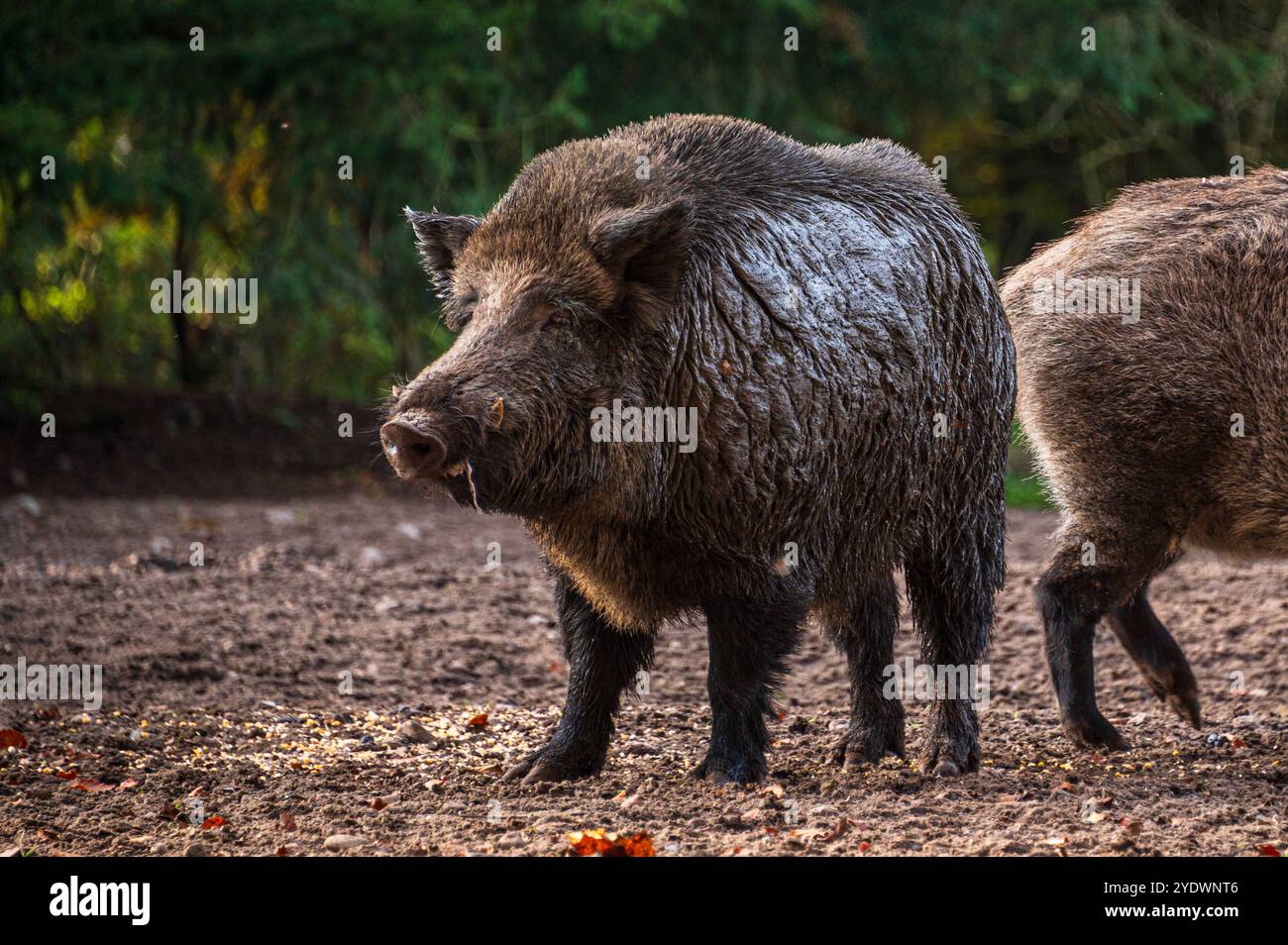Wildschweine, ein Eber mit seinem Harem auf einer Waldlichtung im ...