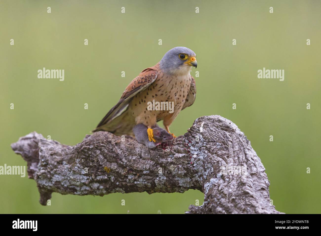 Kestrel, (Falco tinnunculus), falcon family, falcons, perching, foraging Stock Photo - Alamy