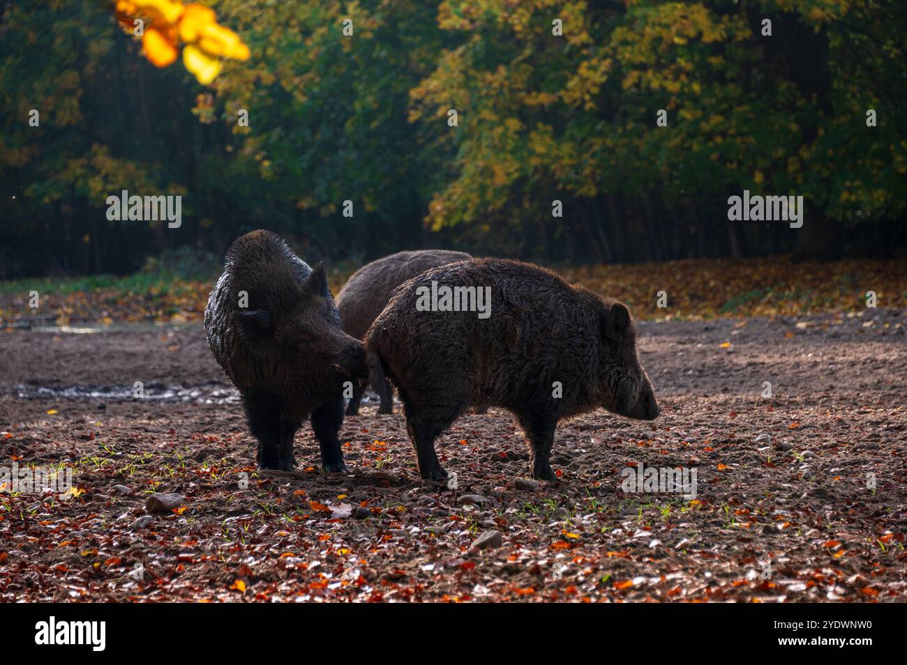 Wildschweine, ein Eber mit seinem Harem auf einer Waldlichtung im ...