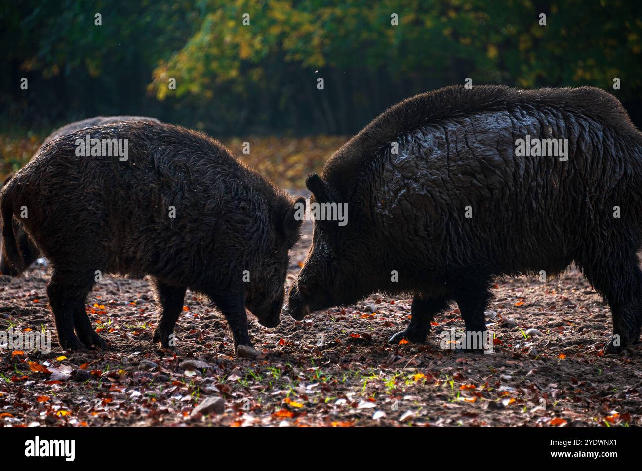 Wildschweine, ein Eber mit seinem Harem auf einer Waldlichtung im ...