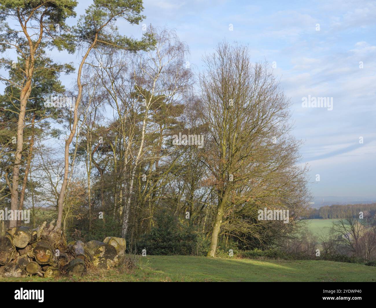 Open forest clearing with cut tree trunks on a clear day, Reken ...