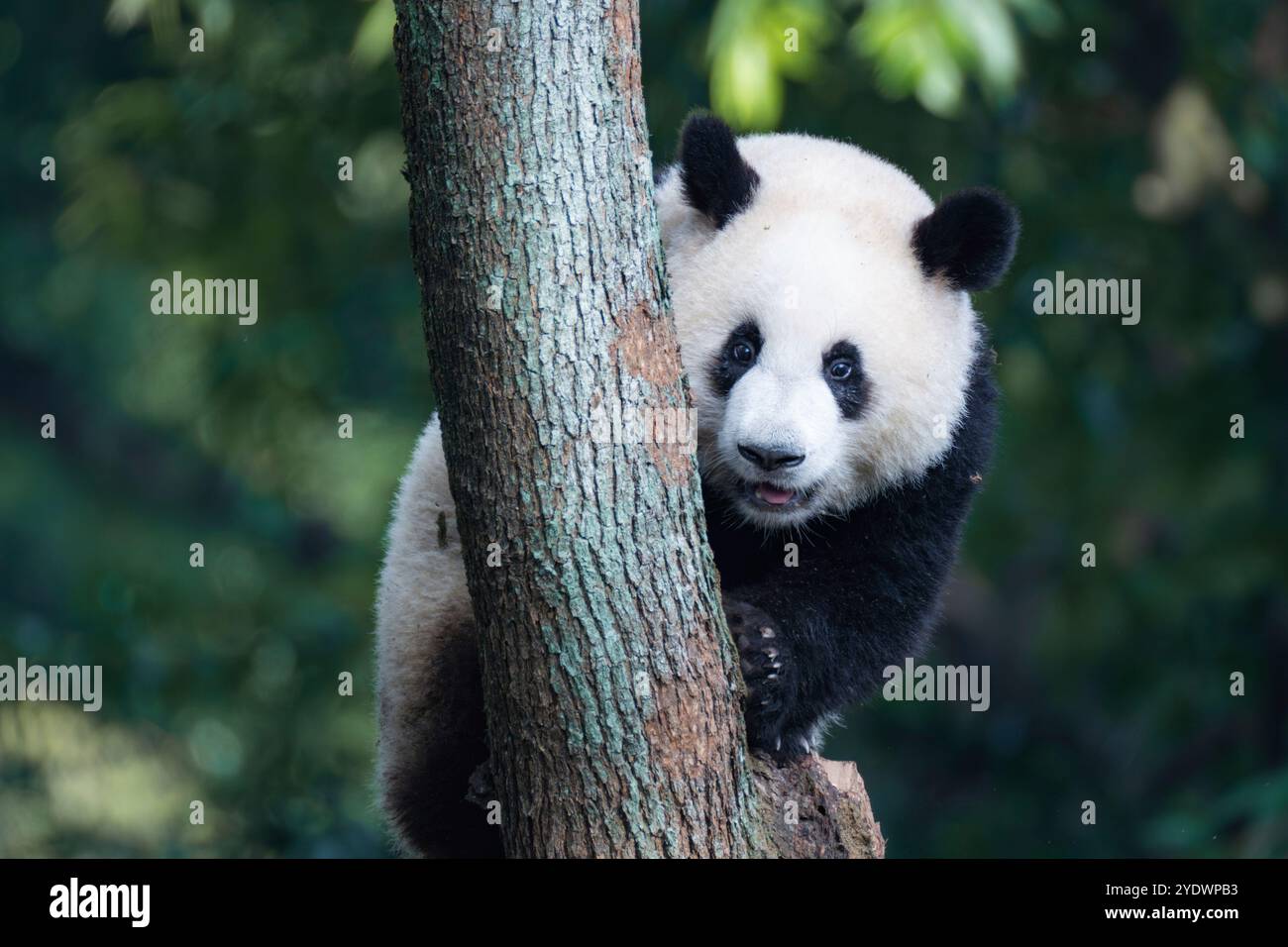 A young panda plays in a zoo in southwest China's Chongqing ...