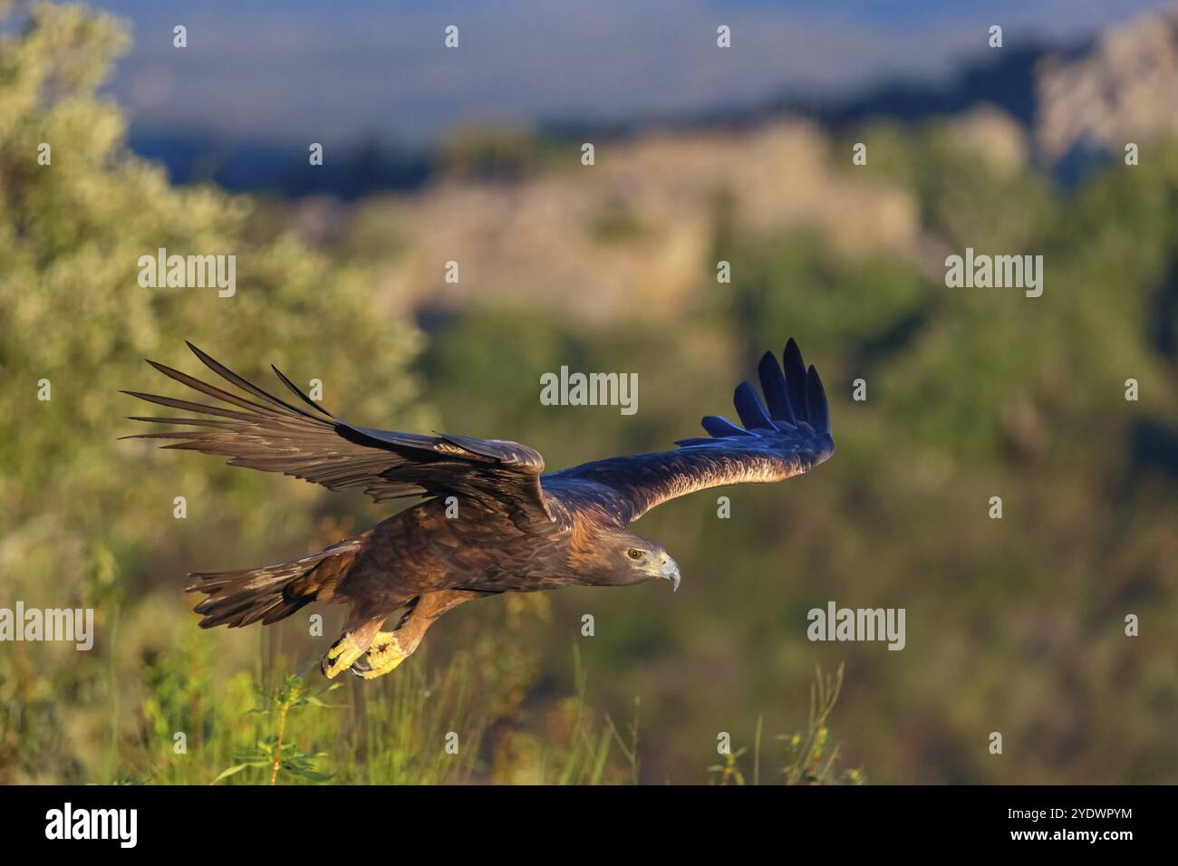Golden Eagle, (Aquila chrysaetos), bird of prey, family of hawk-like ...