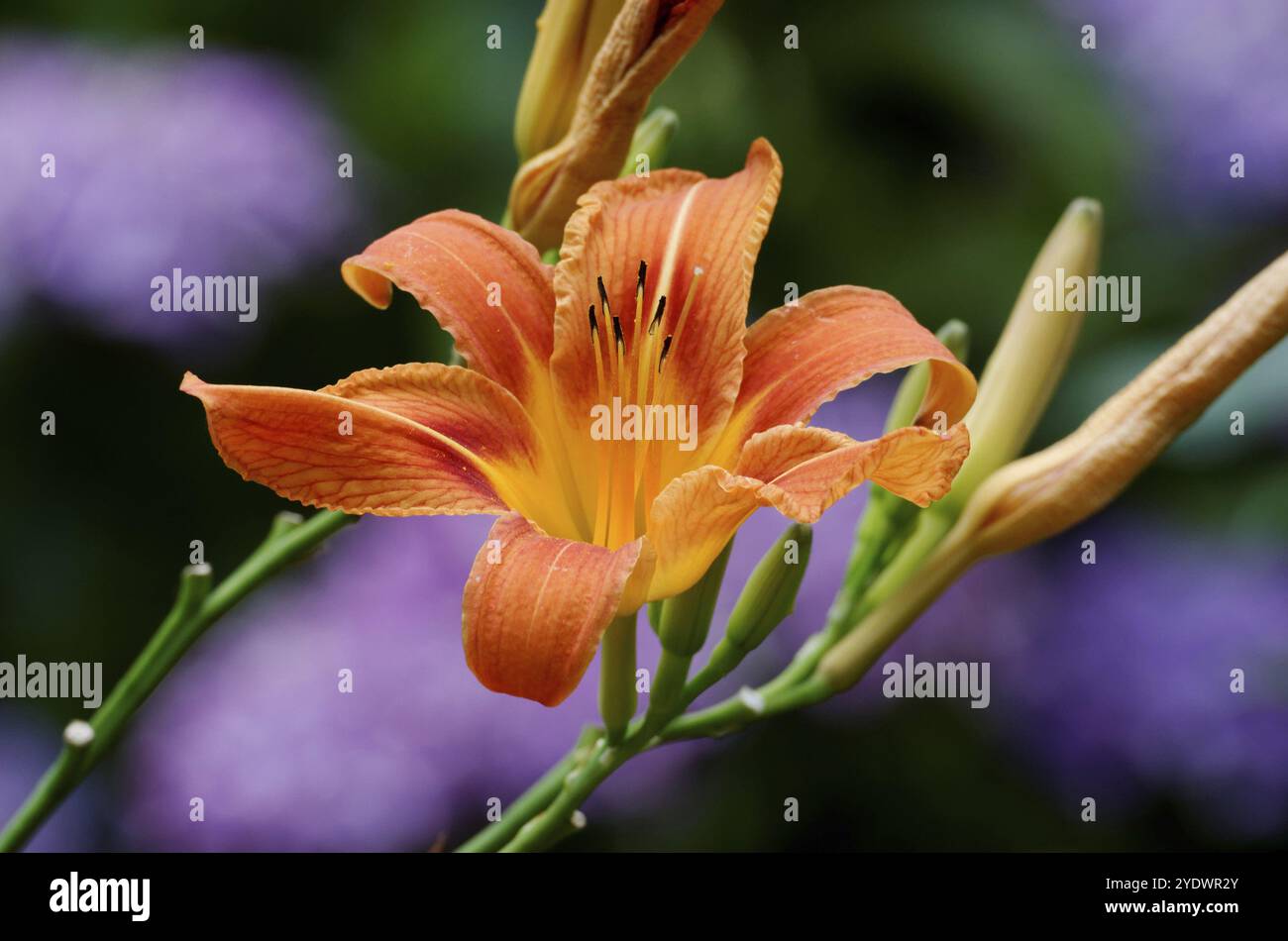 Lilium Bulbiferum, fire lily against a purple background in a park in ...