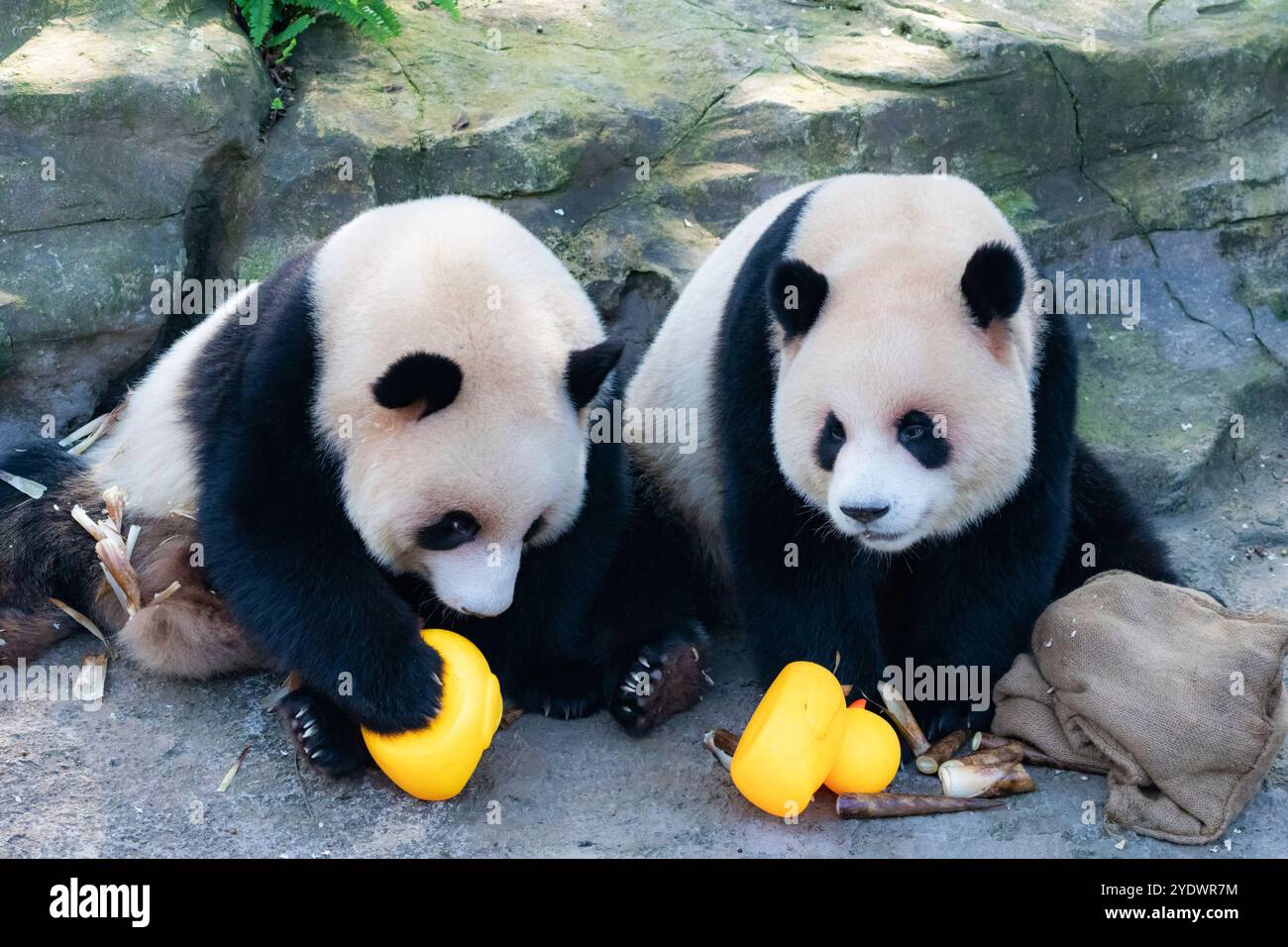 Two pandas play with rubber ducks in a zoo in southwest China's ...