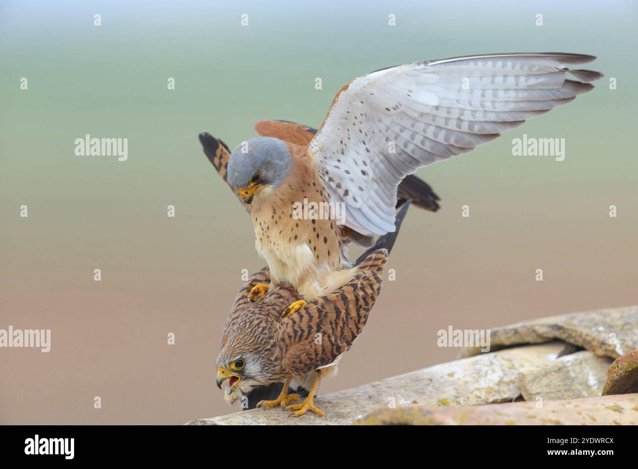 Los mates hi-res stock photography and images - Alamy