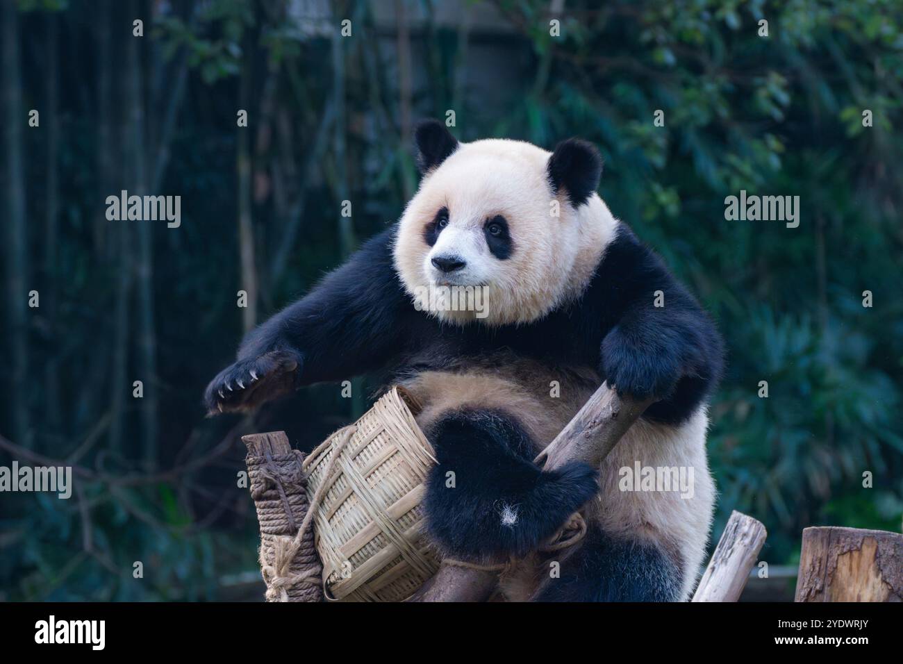 A young panda plays in a zoo in southwest China's Chongqing ...