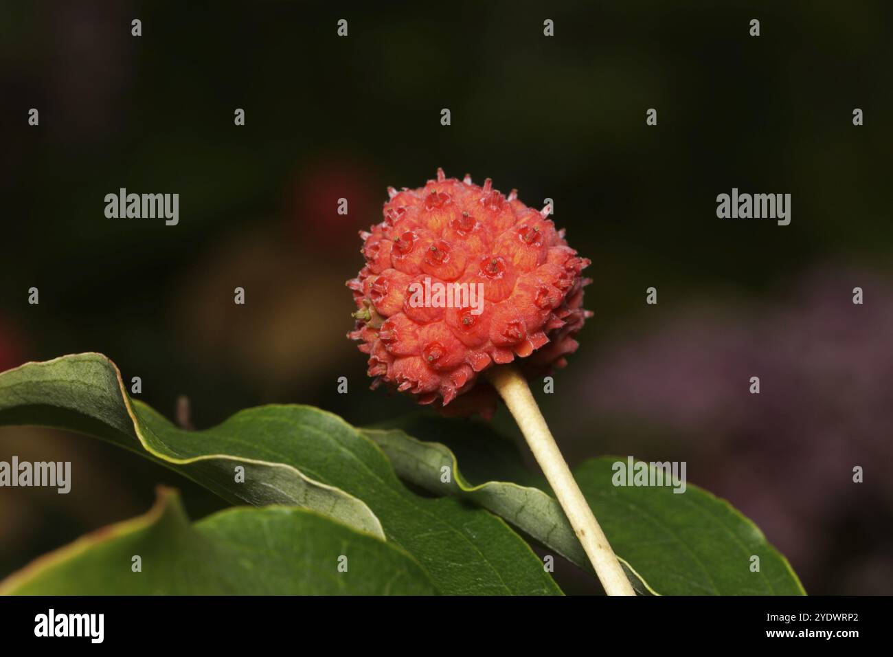 Cornus kousa red fruit of a Japanese flowering Common Dogwood Stock ...