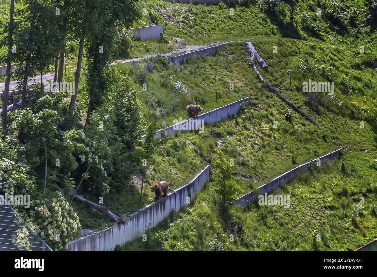 Bern Bear Park. Bears of Bern have a modern park at their disposal ...