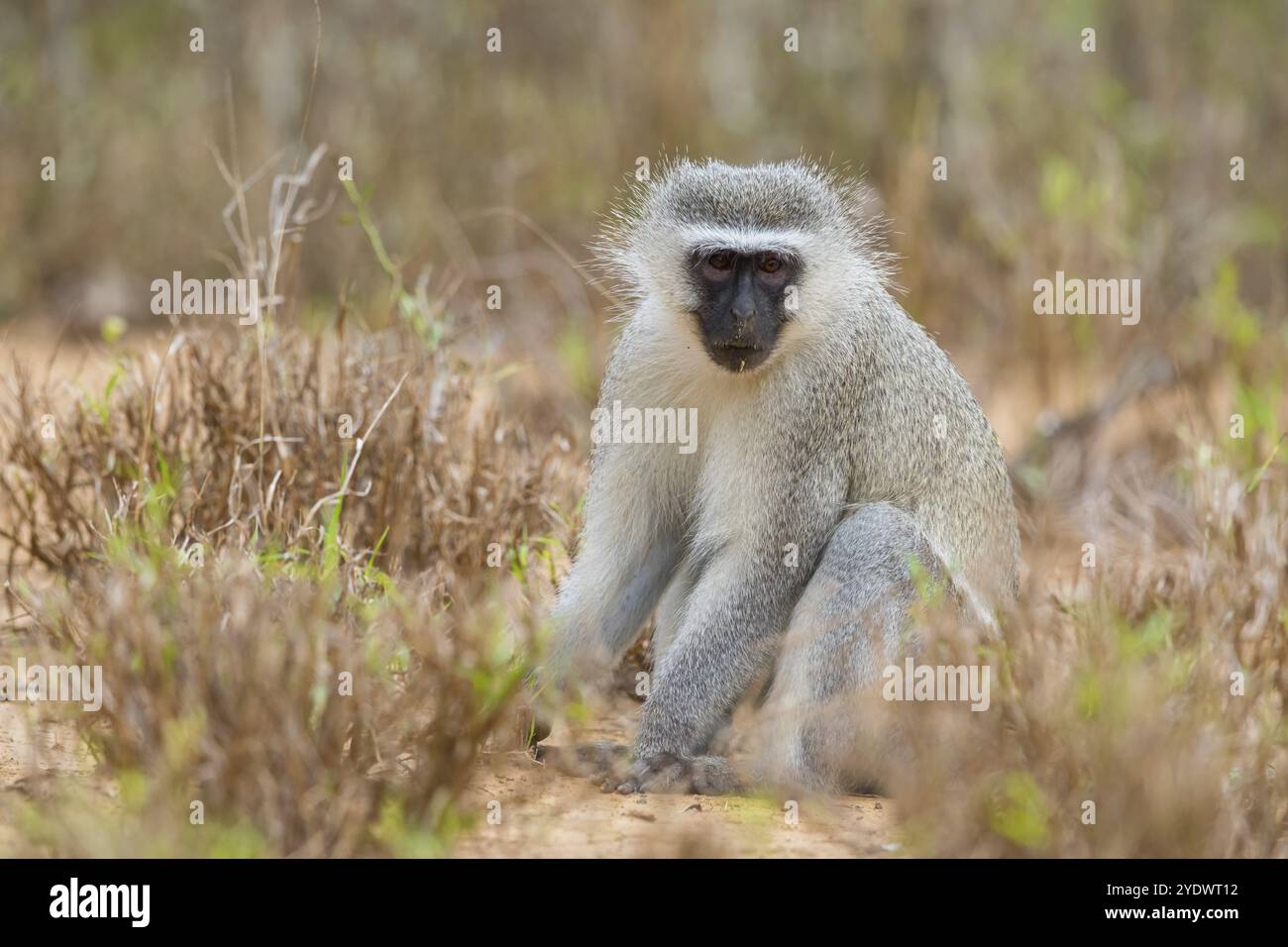 Vervet Monkey, (Chloroebus pygerythrus), vervet monkey, monkey, monkeys ...