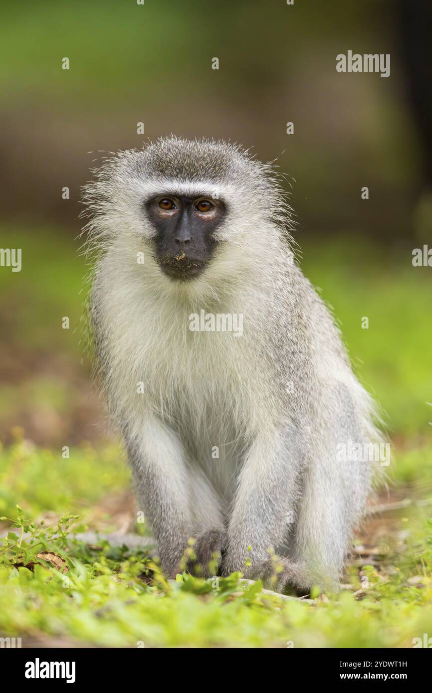 Vervet Monkey, (Chloroebus pygerythrus), vervet monkey, monkey, monkeys ...
