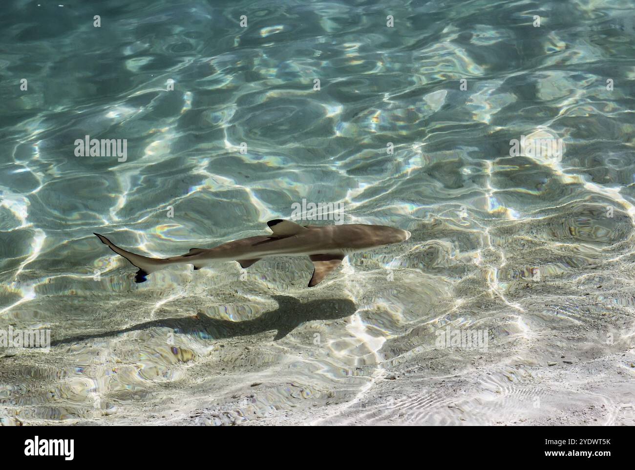 Black tip reef shark in shallow water, Maldives, Asia Stock Photo - Alamy