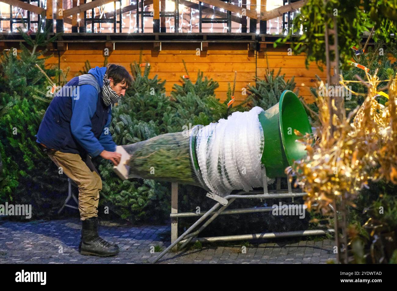 A man wraps Christmas trees in a plastic net. Christmas trees market ...