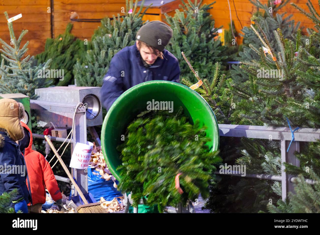 A man wraps Christmas trees in a plastic net. Christmas trees market ...