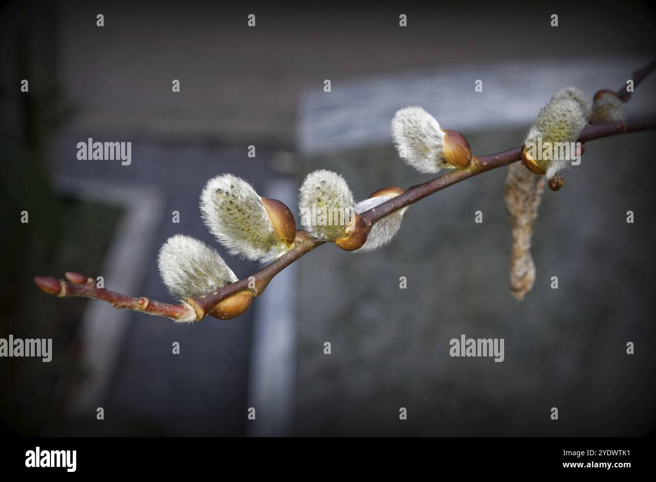 Young flower catkins of a willow in spring Stock Photo - Alamy